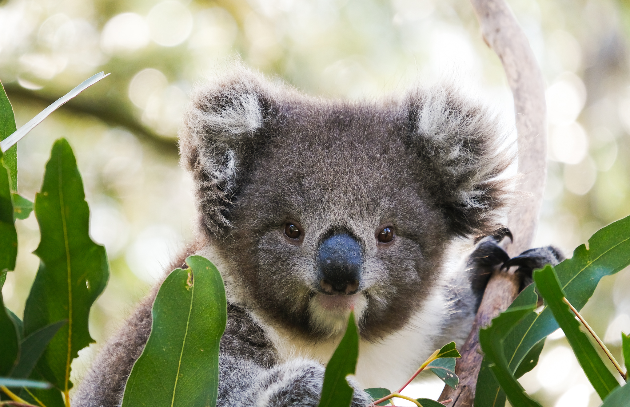 Phillip Island Koala Conservation Reserve | Nature Walks & Koalas